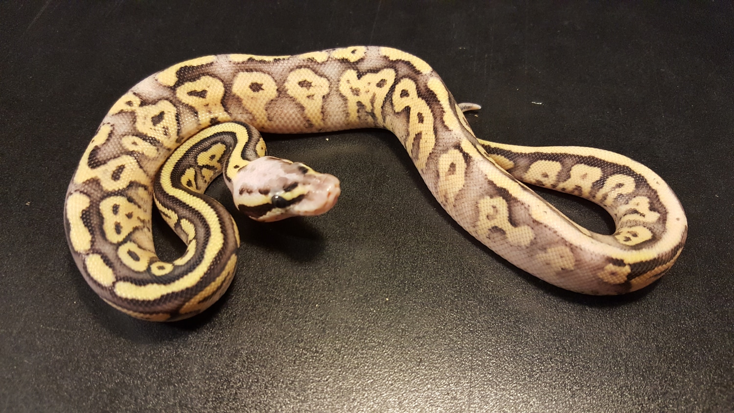Super Pastel Specter Ball Python by Ballroom Pythons South - MorphMarket