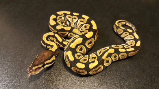Mystic Het Clown Ball Python by Ballroom Pythons South