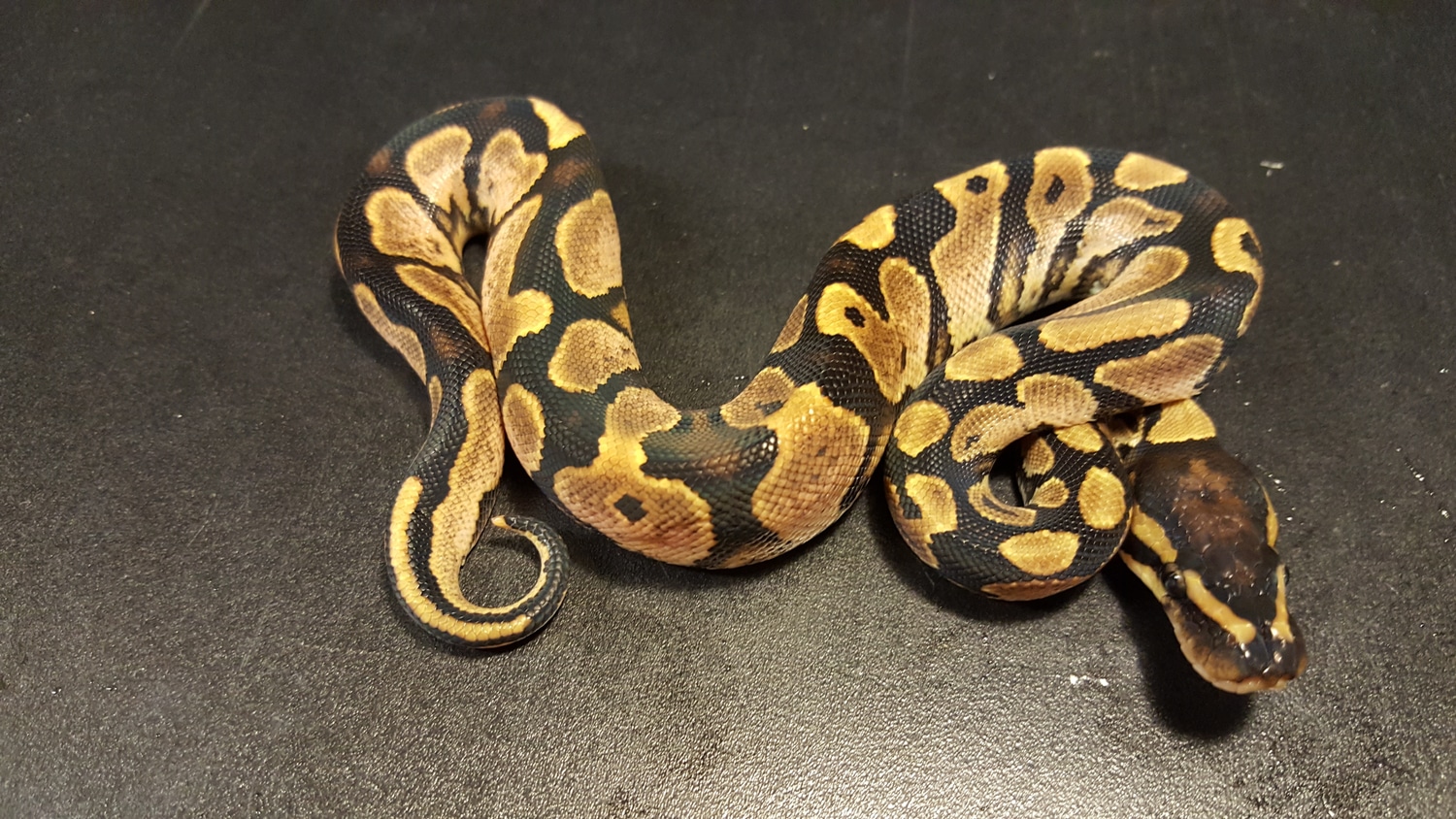 Calico Ball Python by Ballroom Pythons South - MorphMarket