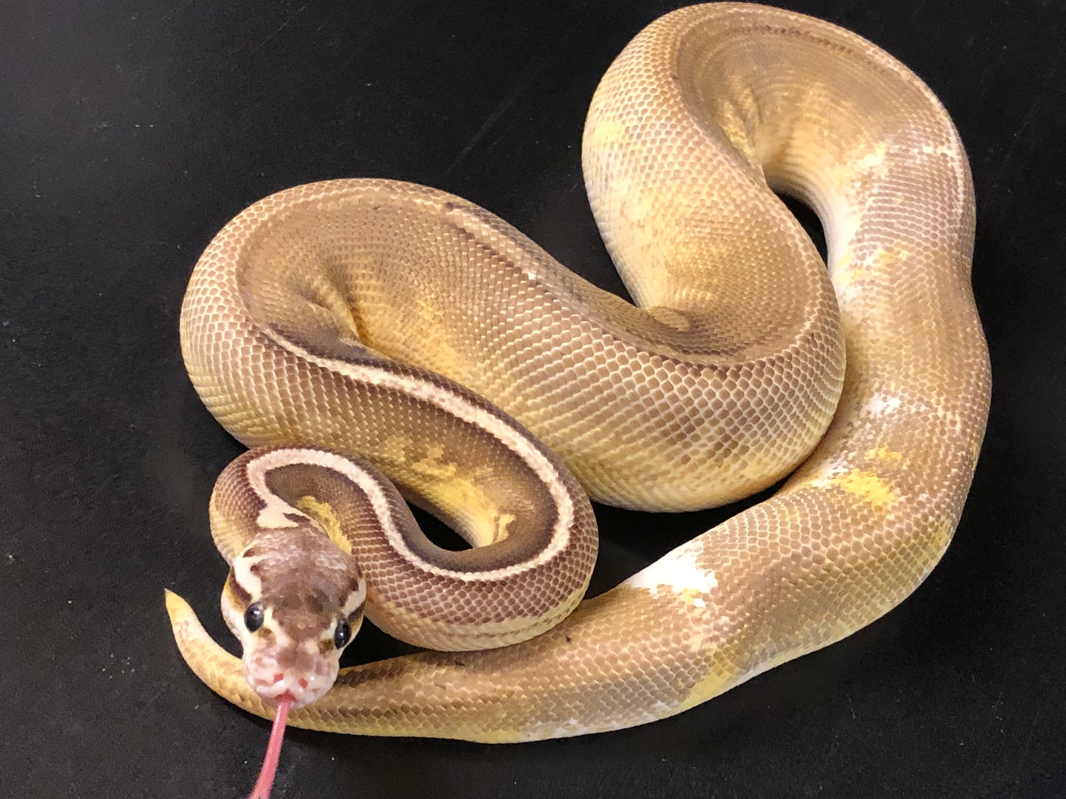 2017 Super Pastel Black Lesser Calico Yellowbely Paradox Male Ball Python by Ballroom Pythons ...