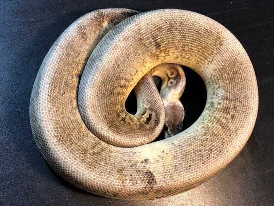 Black Pewter Calico Window Ball Python by Ballroom Pythons South