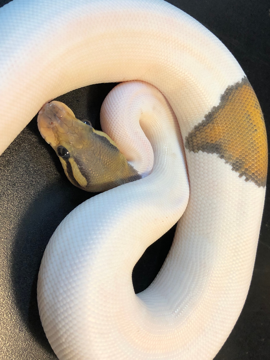 Black Pastel Ghost Piebald Ball Python by Ballroom Pythons South ...