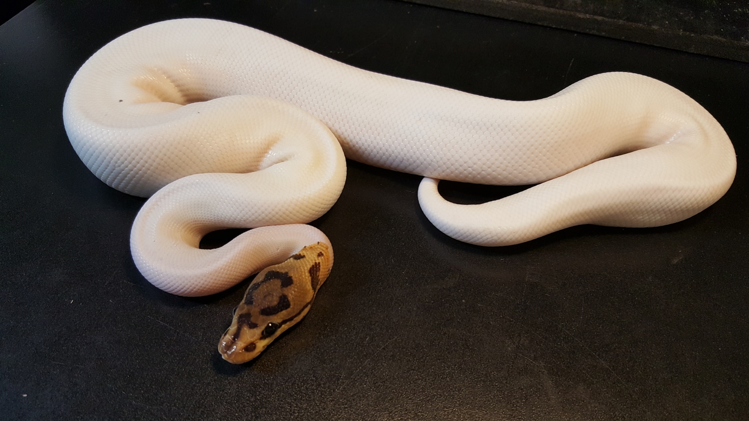 Spider Piebald Ball Python by Ballroom Pythons South - MorphMarket
