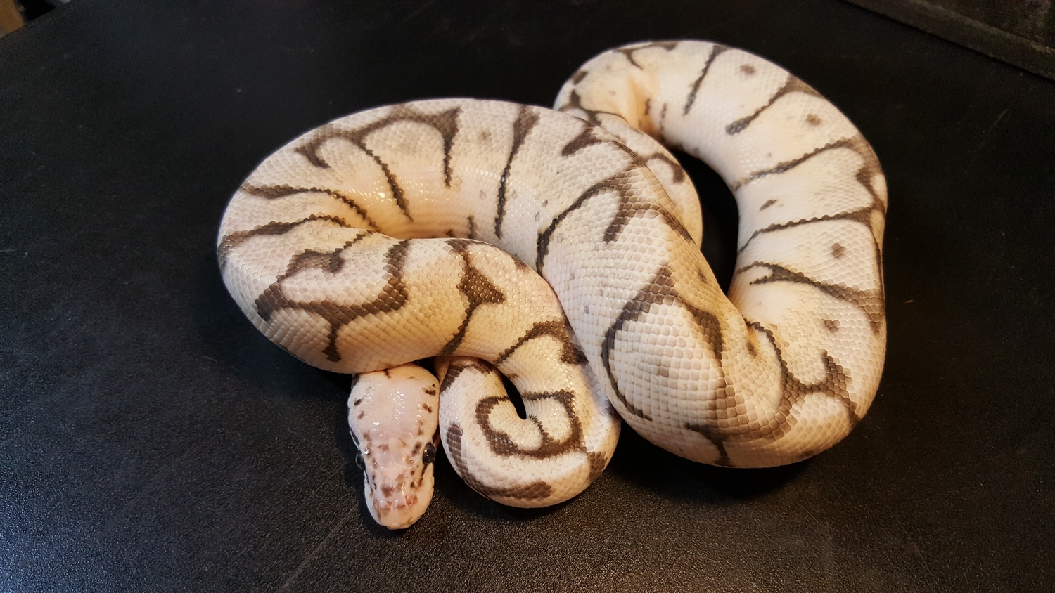 Axanthic TSK Killer Bee Ball Python by Ballroom Pythons South - MorphMarket