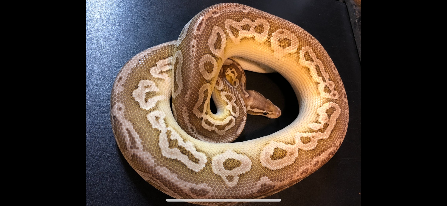 Black Pewter Lesser Ball Python by Ballroom Pythons South - MorphMarket