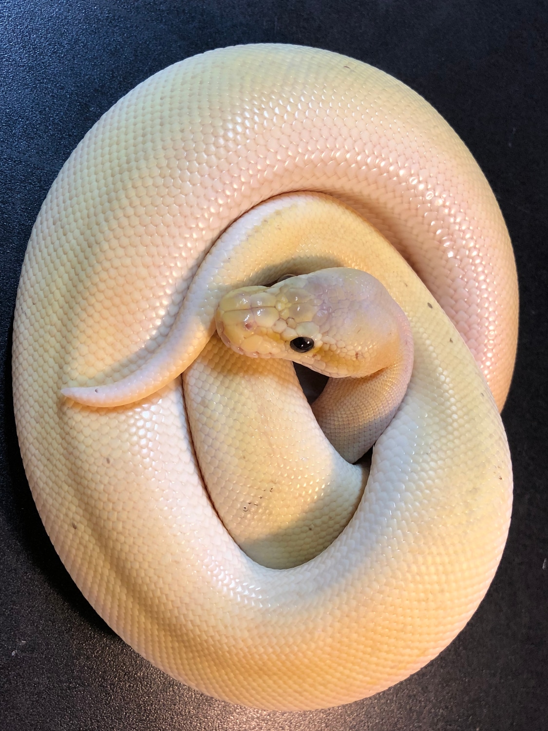 Pewter Banana Genetic Stripe Ball Python by Ballroom Pythons South ...