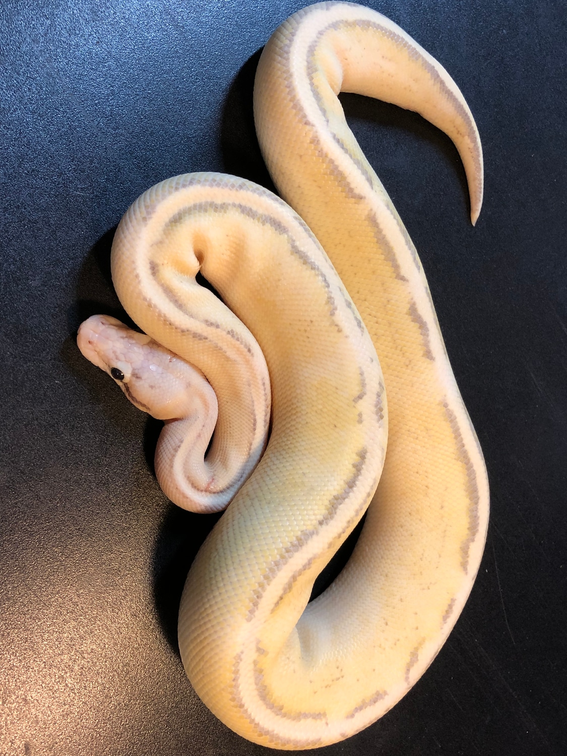 Pastel Puma Ball Python by Ballroom Pythons South - MorphMarket