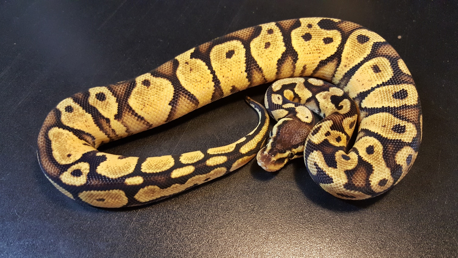 Pastel Yellowbelly Het VPI Axanthic Ball Python by Ballroom Pythons ...