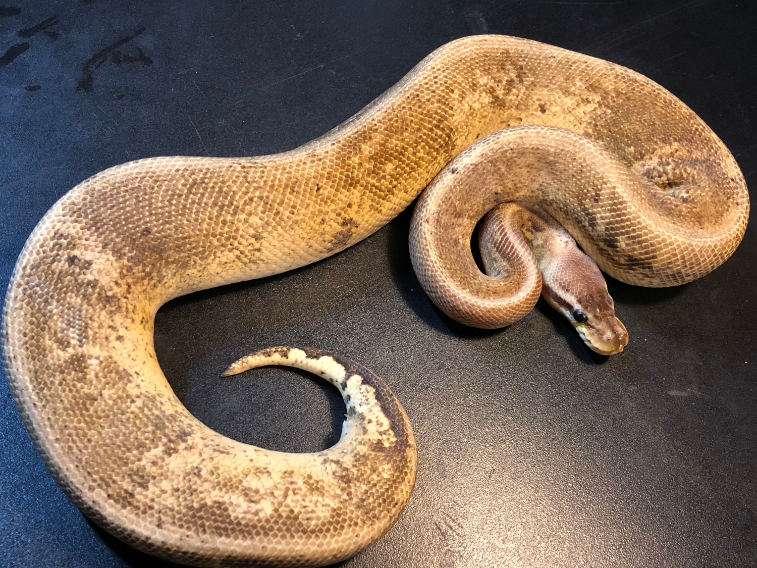 Black Oreo Blizzard Probable Pinstripe Ball Python by Ballroom Pythons ...