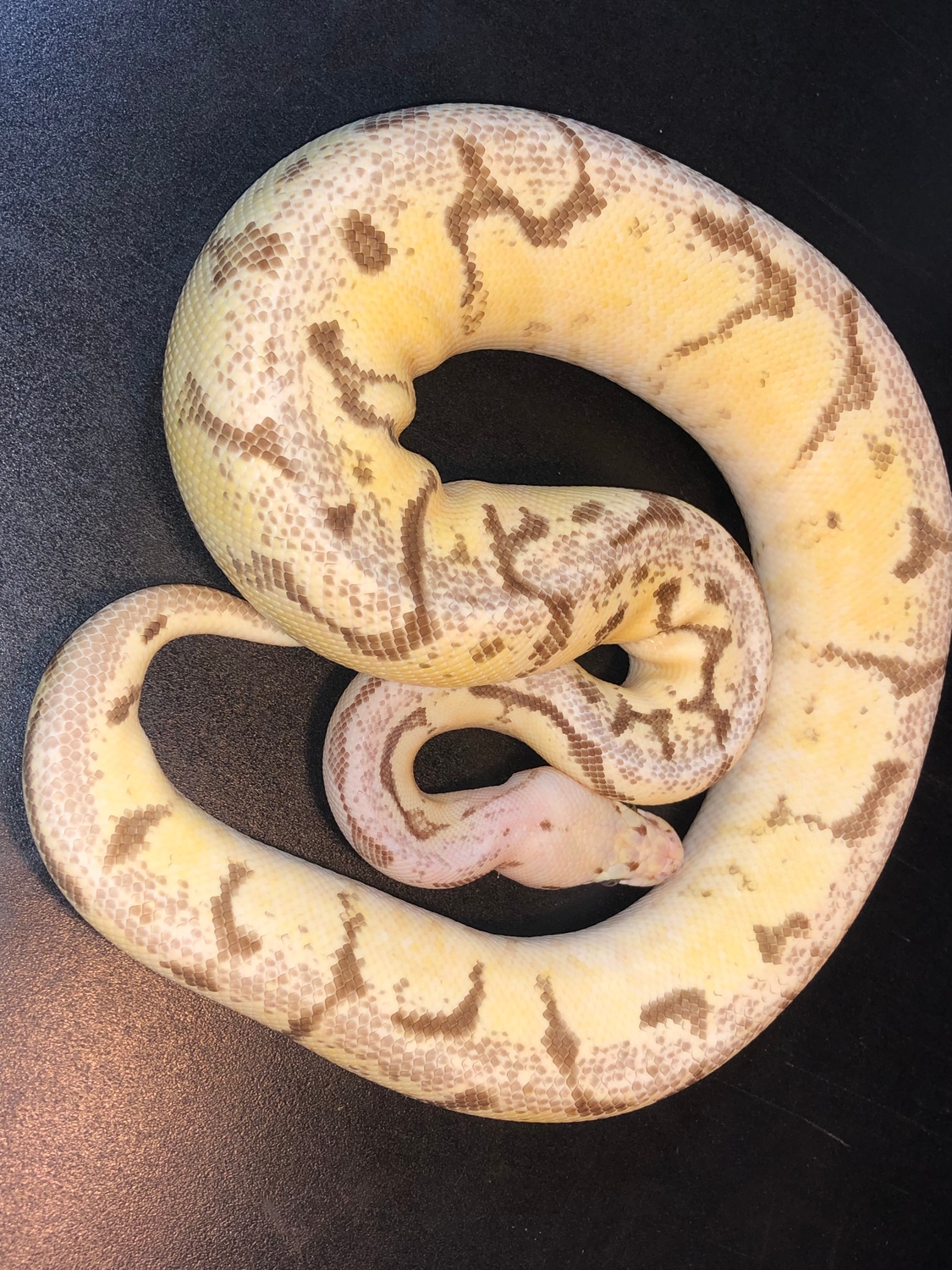 Spider Super Specter Or Super Spark X Specter Ball Python by Ballroom ...