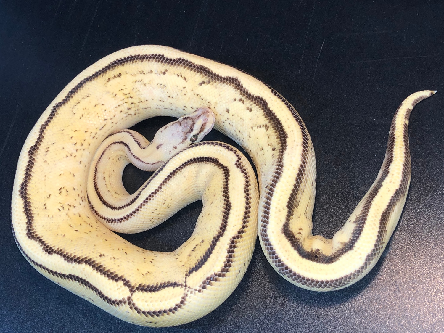 Pastel Superstripe Or Super Specter Ball Python by Ballroom Pythons ...