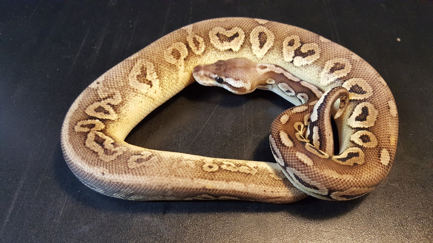 Pewter Double Het Axanthic TSK Het Clown Ball Python by Ballroom ...