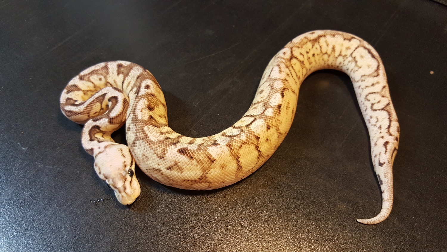 Yellowbelly Pewter Bee Het Clown Ball Python by Ballroom Pythons South ...