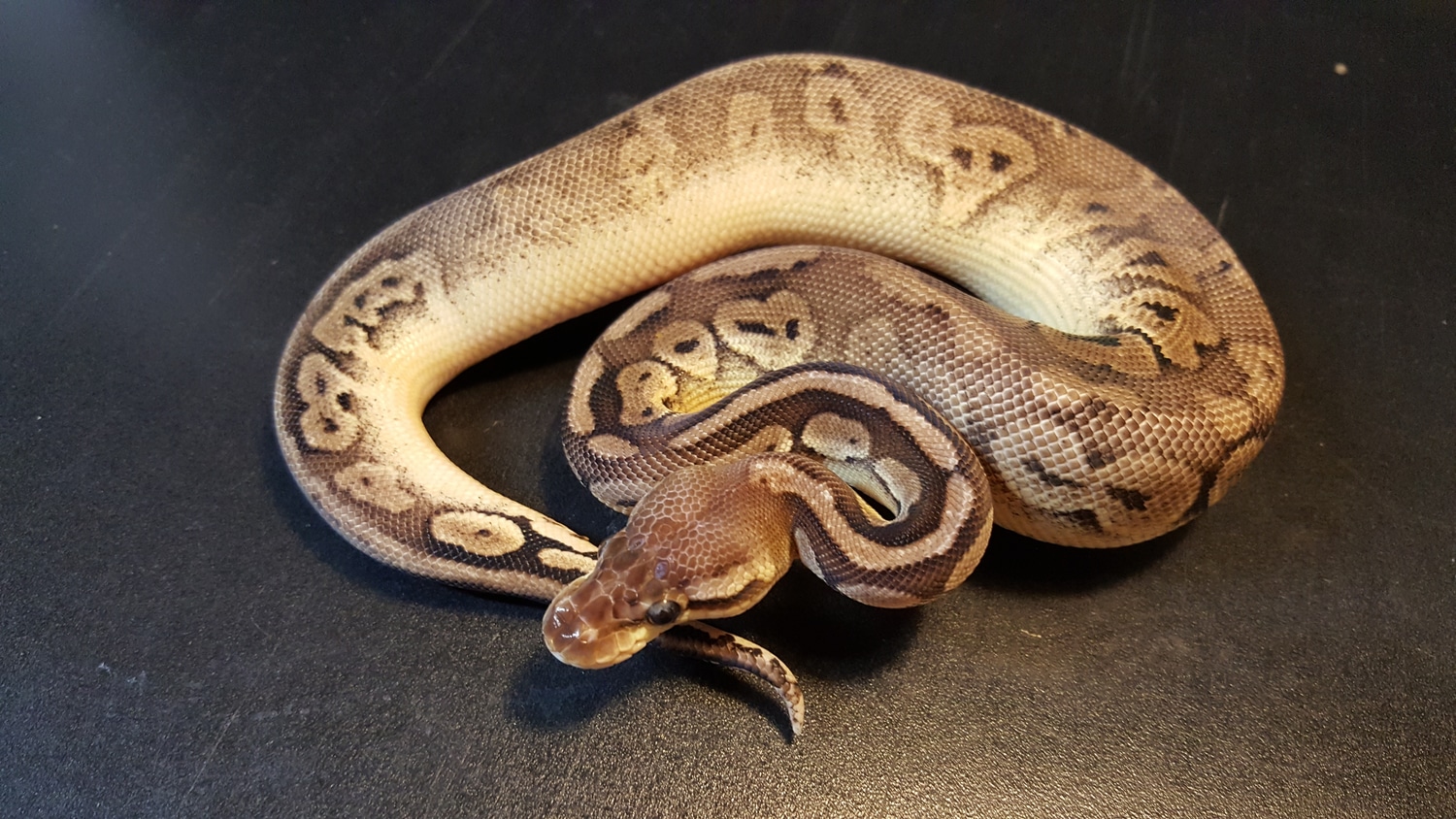 Pewter Het Clown Ball Python by Ballroom Pythons South - MorphMarket