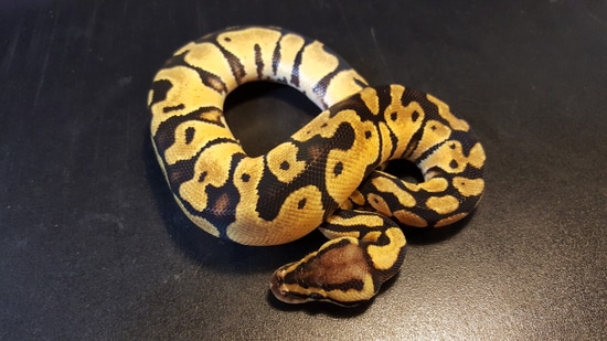 Pastel Double Het TSK Axanthic Clown Ball Python by Ballroom Pythons South