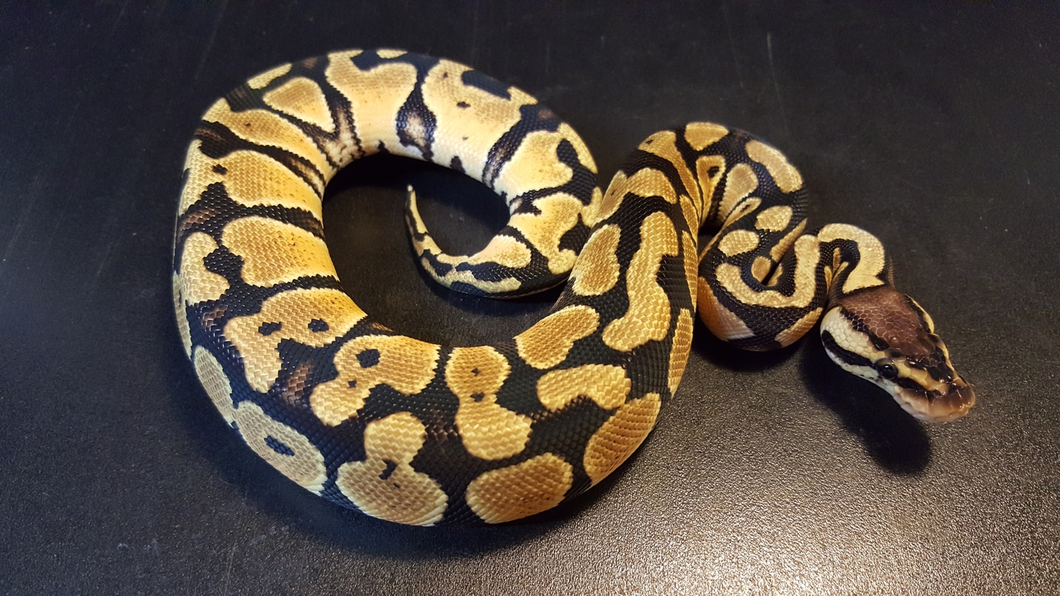 Pastel Double Het Tsk Axanthic Het Clown Ball Python by Ballroom ...
