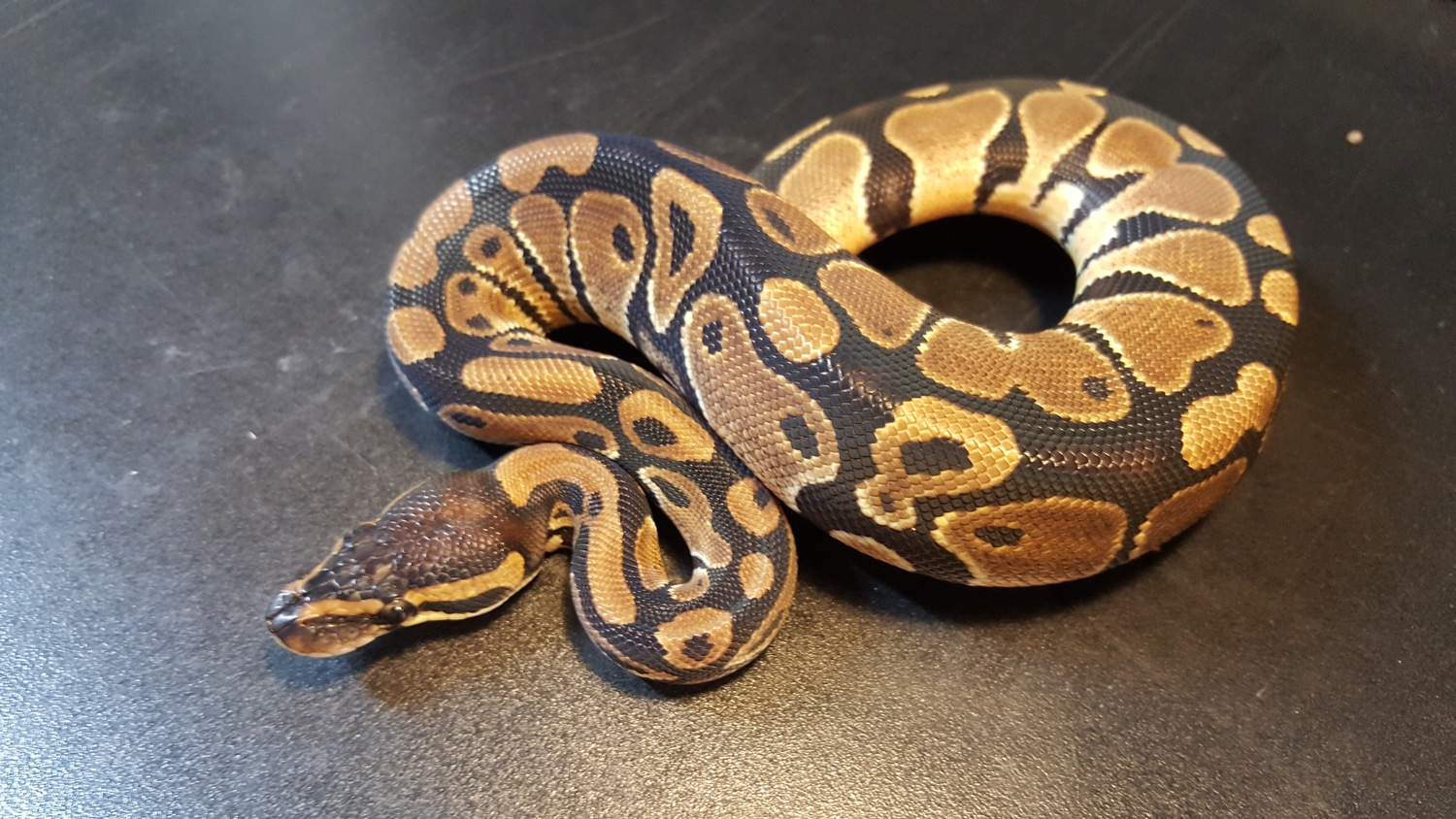 Double Het TSK Axanthic Het Piebald Ball Python by Ballroom Pythons ...