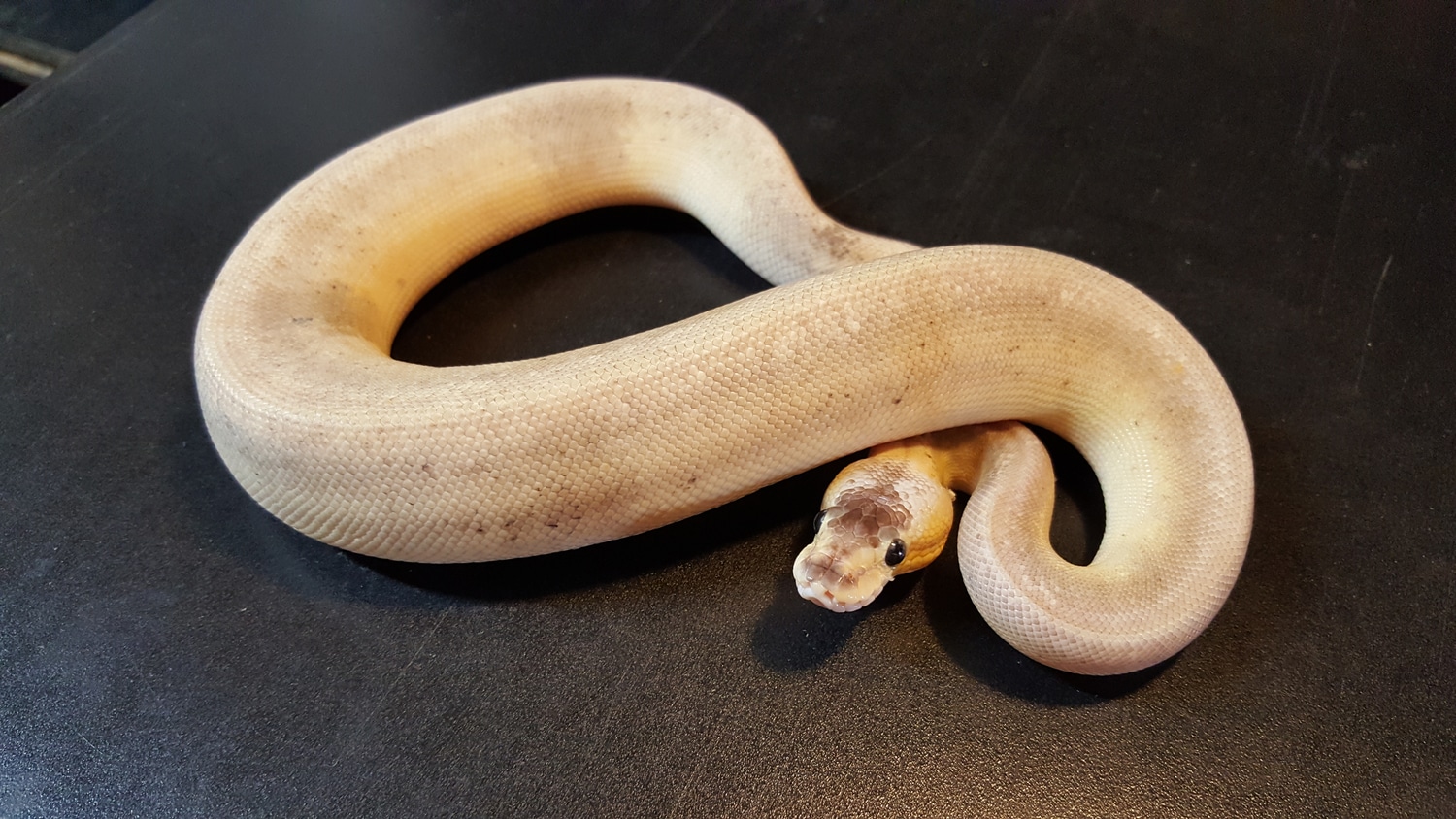 Super Pewter Or Sterling Genetic Stripe Ball Python by Ballroom Pythons ...