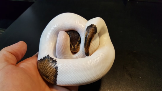Cinnamon Piebald Eighty Six Percent White Ball Python by Ballroom ...