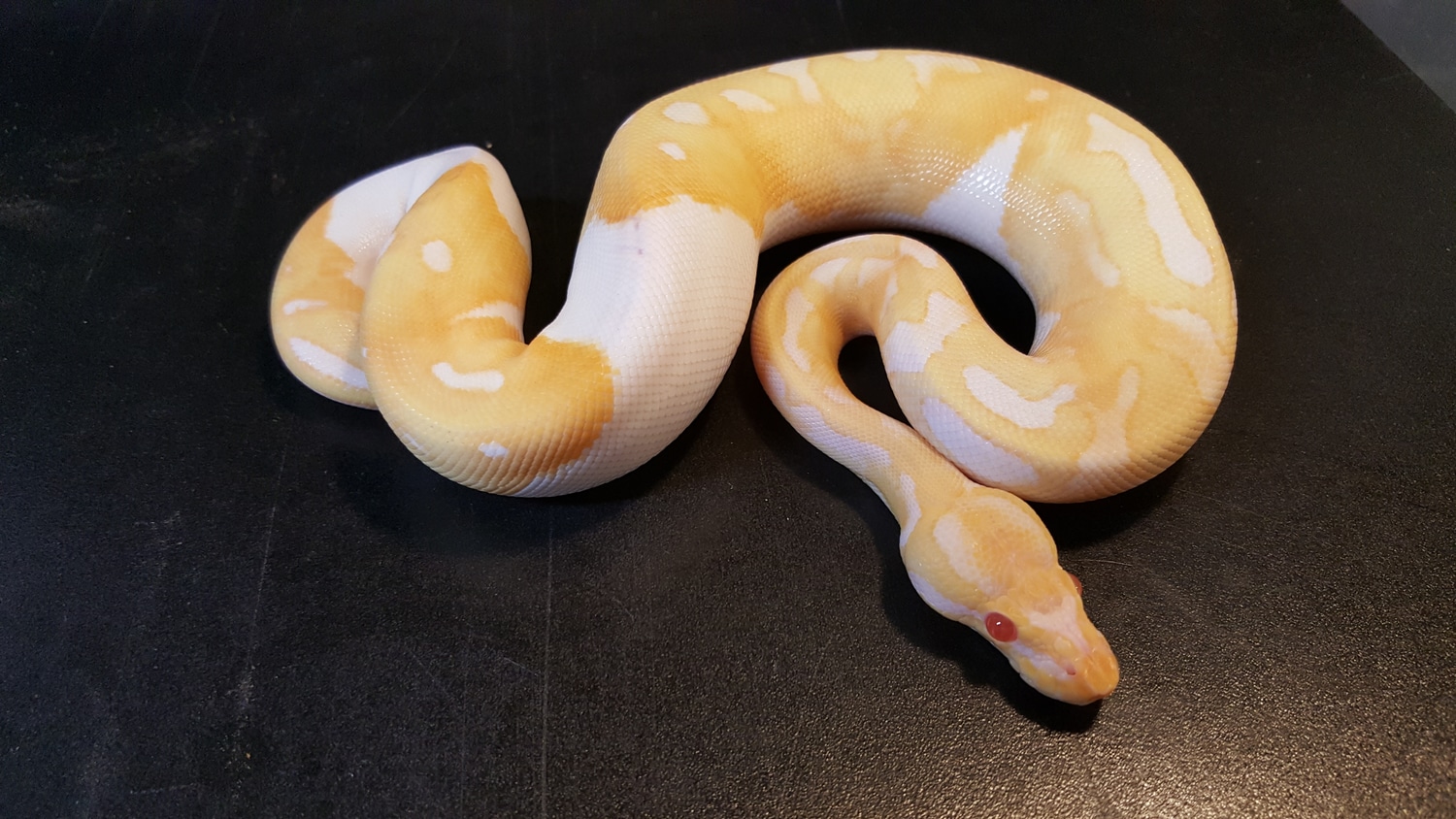Albino Piebald Ten Percent White Ball Python by Ballroom Pythons South ...