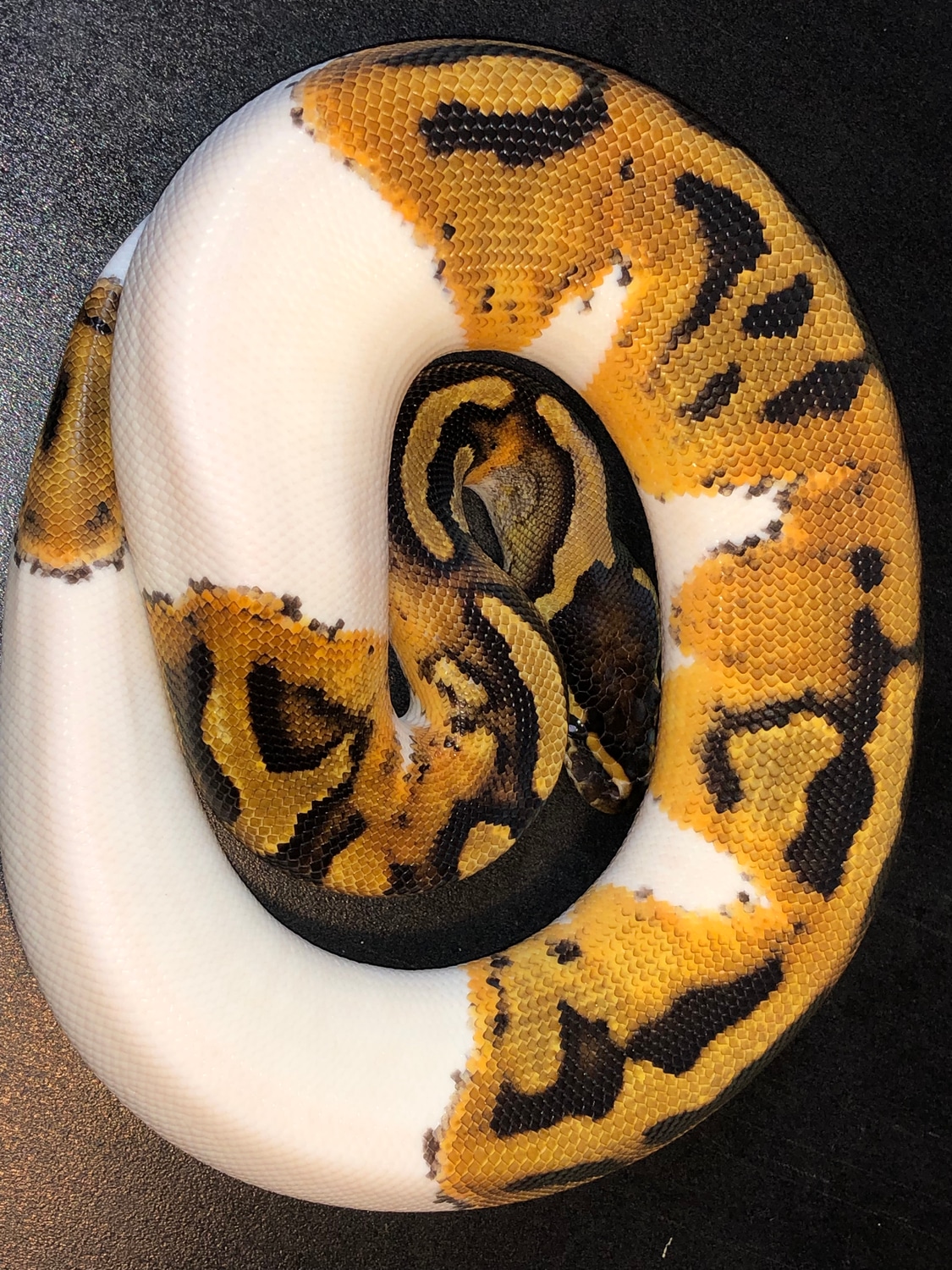 Piebald Het Axanthic TSK Thirty One Percent White Ball Python by ...