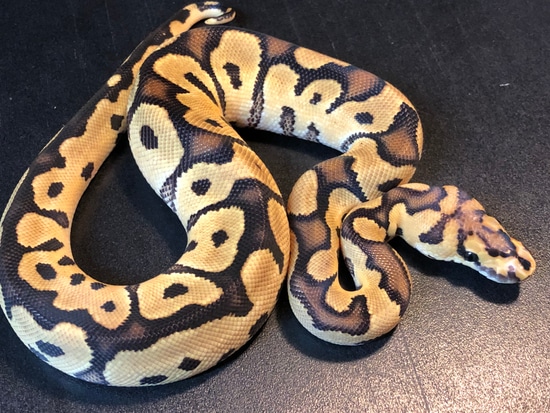 Fire Yellowbelly Clown Ball Python by Ballroom Pythons South