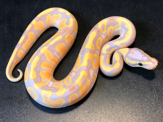 Banana Yellowbelly Het Clown Ball Python by Ballroom Pythons South