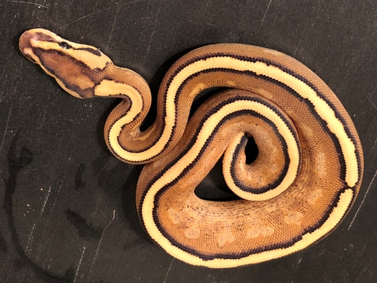 Superstripe Or Super Specter X Spark Ball Python by Ballroom Pythons South