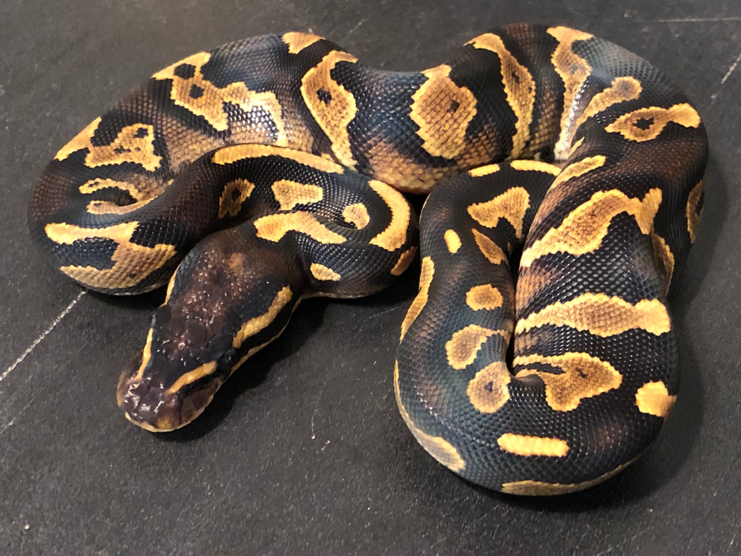 Blackhead Yellowbelly Ball Python by Ballroom Pythons South - MorphMarket