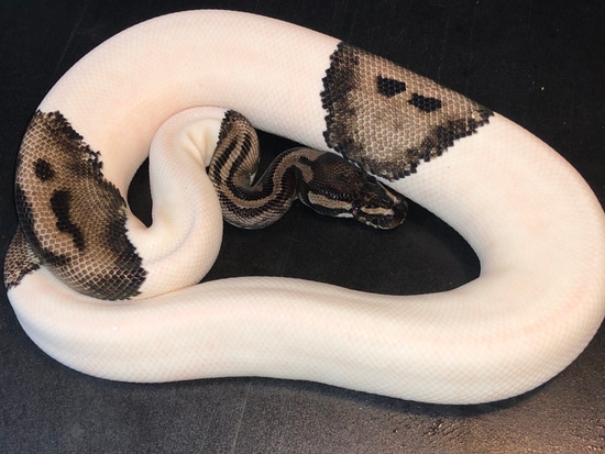 VPI Axanthic Leopard Probable Super Leopard Piebald Eighty Three ...