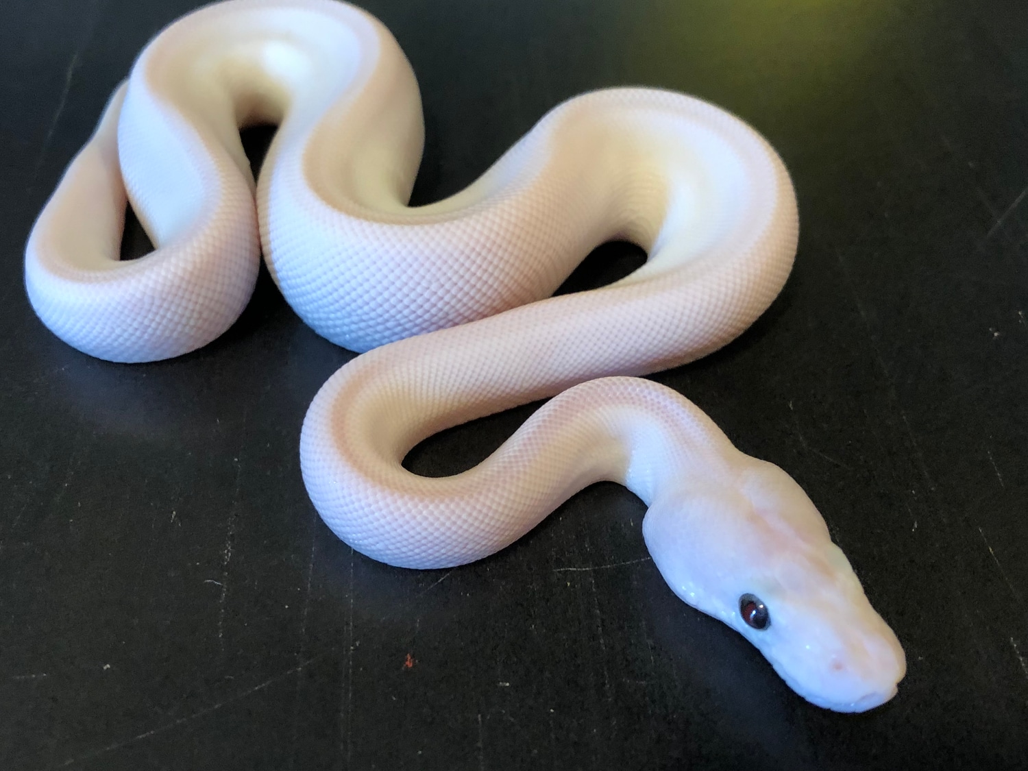 Black Eye Leucistic Or IVORY BEL Pos GHI Pos Pastel Ball Python by ...