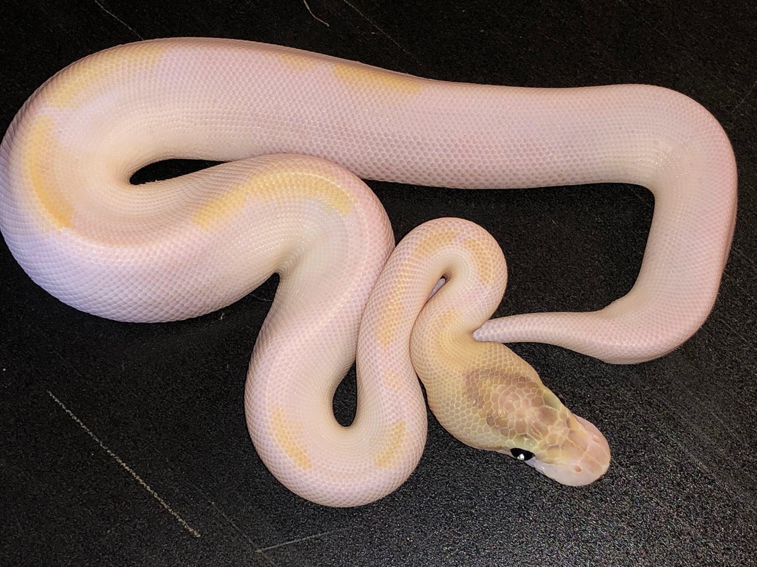 Ivory Piebald Poss Leopard Ball Python by Ballroom Pythons South ...