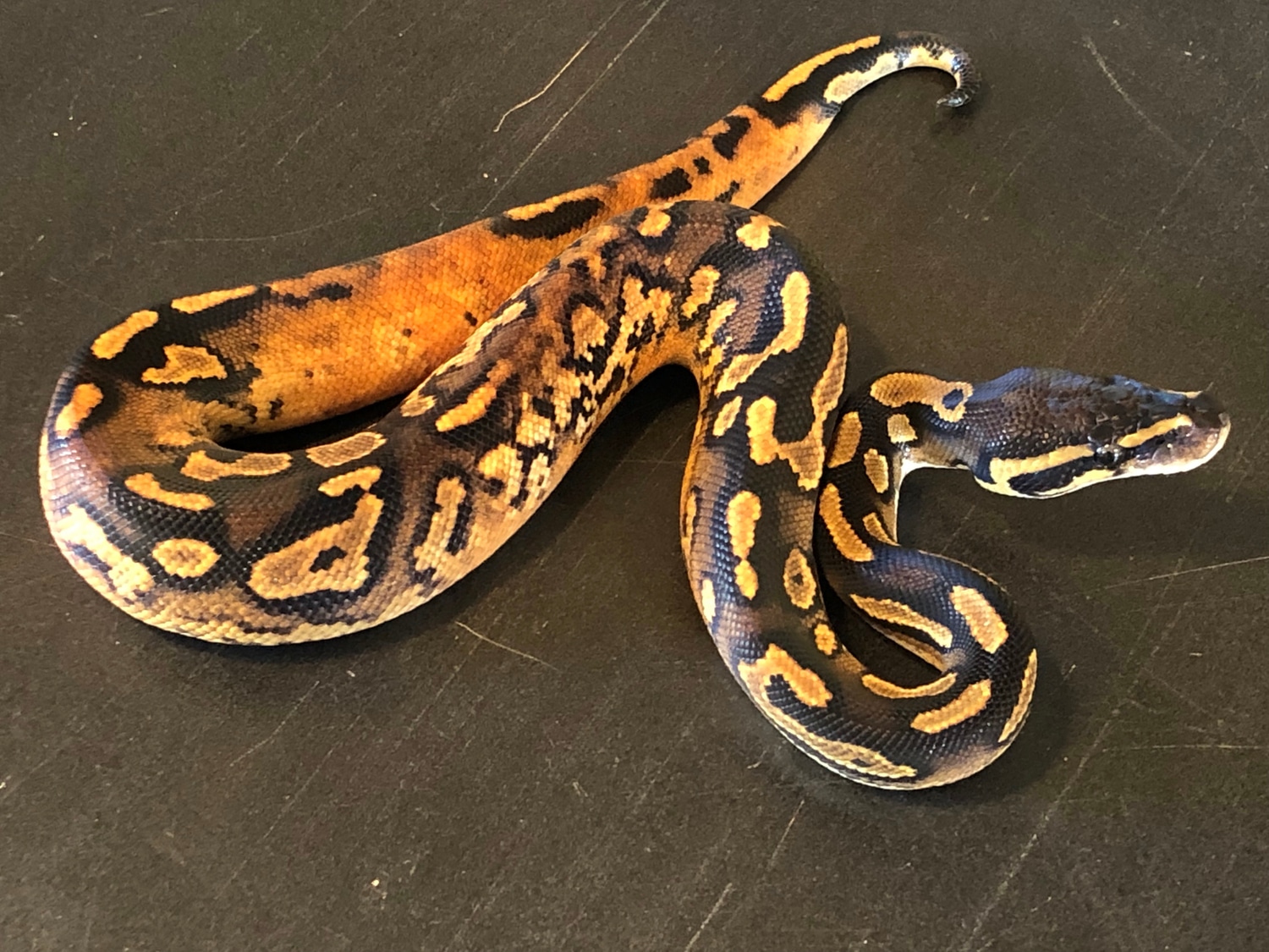 Blackhead Window Yellowbelly Ball Python by Ballroom Pythons South ...