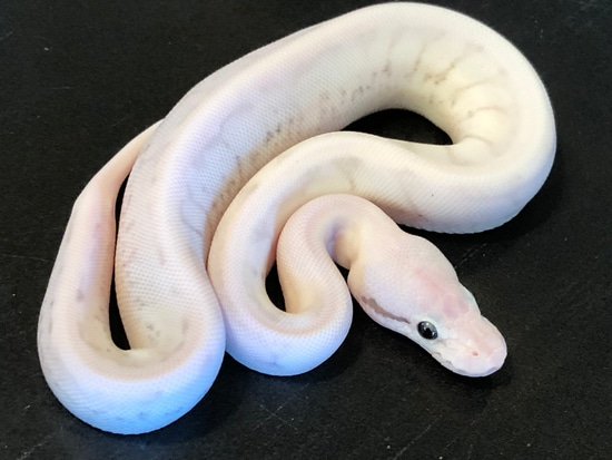 Super Pastel Cinamon Spider Superstripe Ball Python by Ballroom Pythons South