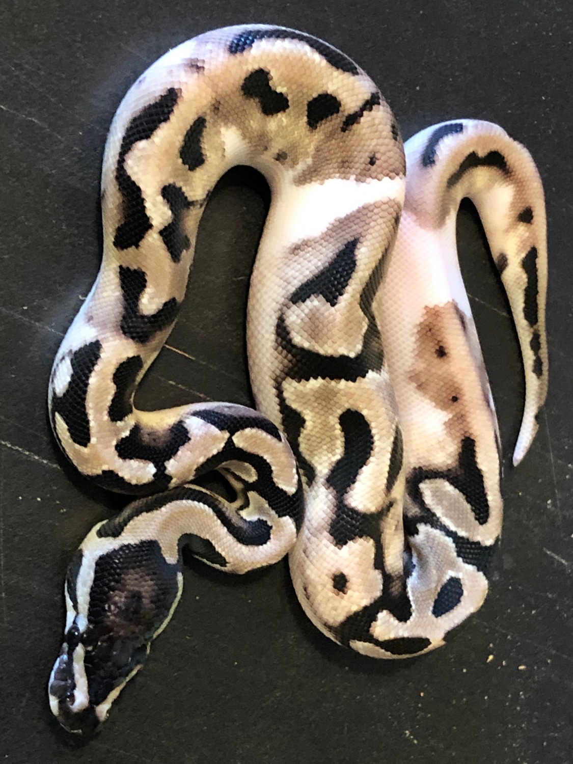 TSK Axanthic Piebald Seven Percent White Ball Python by Ballroom ...