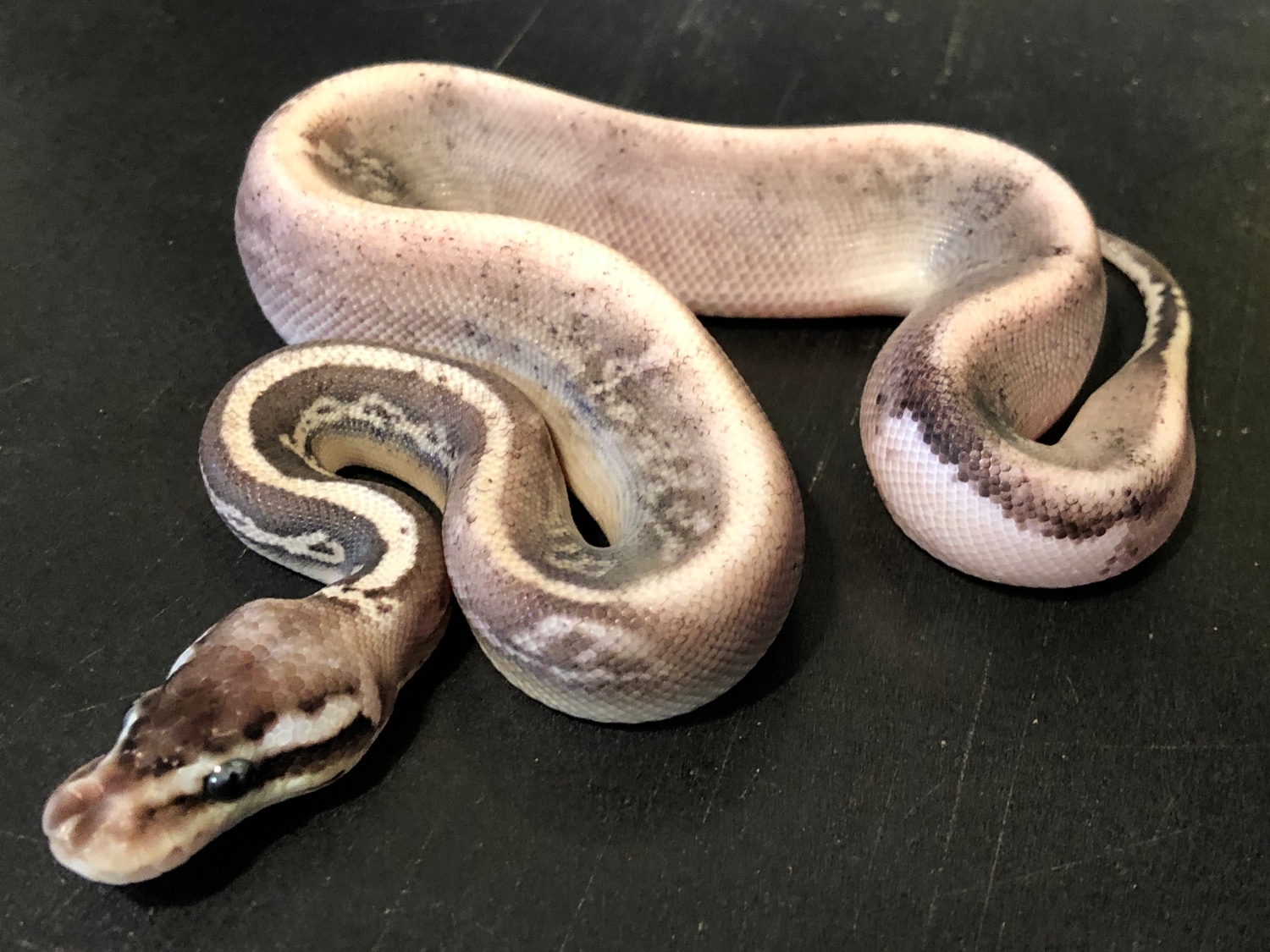 Paradox Black Pastel Calico Yellowbelly Pastel Ringer ( Oreo Blizzard ...
