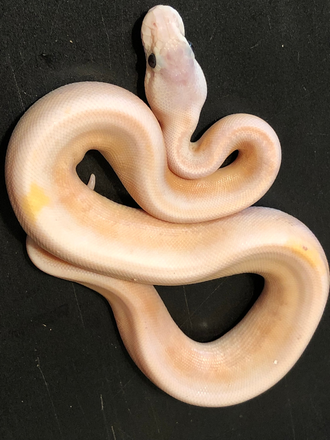 Paradox Banana Sterling Genetic Stripe Ball Python by Ballroom Pythons ...