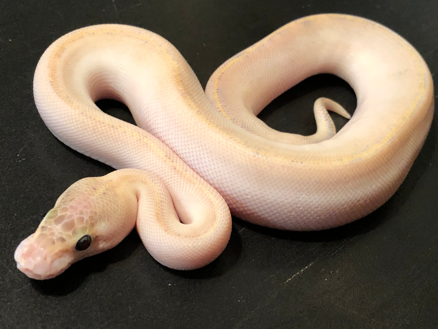 Ivory Ball Python by Ballroom Pythons South - MorphMarket