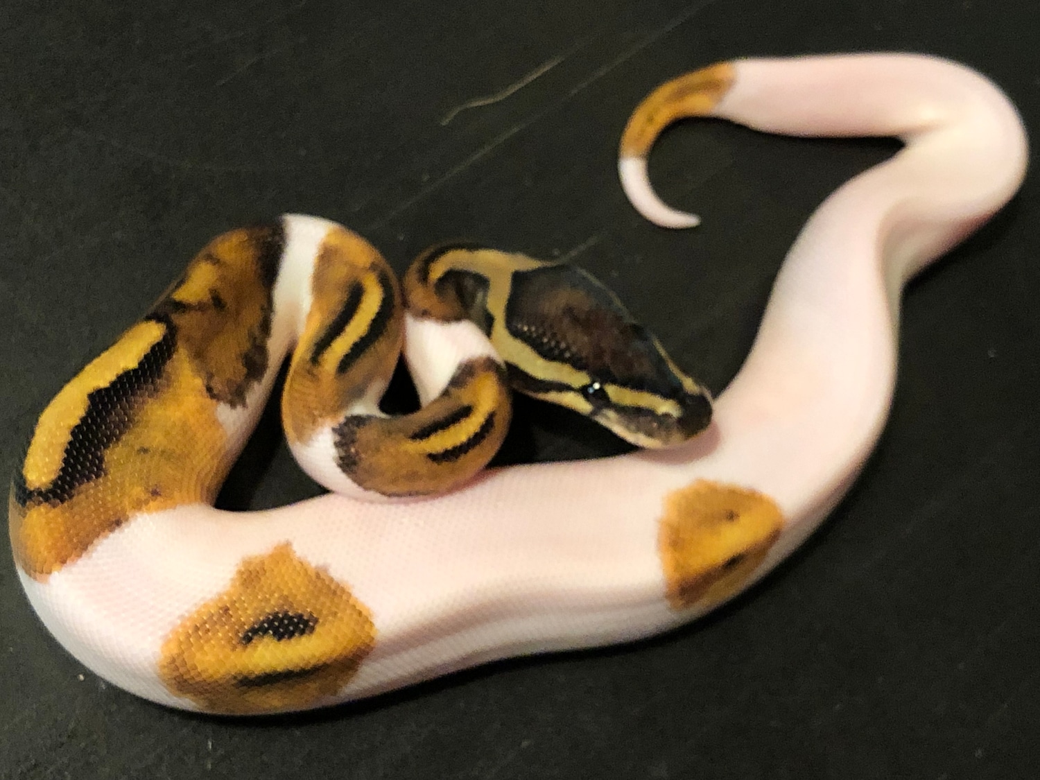 Piebald Het VPI Axanthic Poss Leopard Seven Percent White Ball Python ...