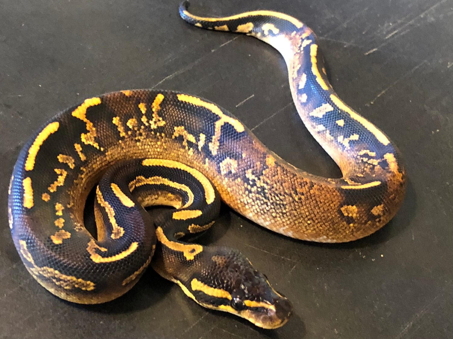 Black Pastel Calico Yellowbelly Window Paradox Ball Python by Ballroom ...