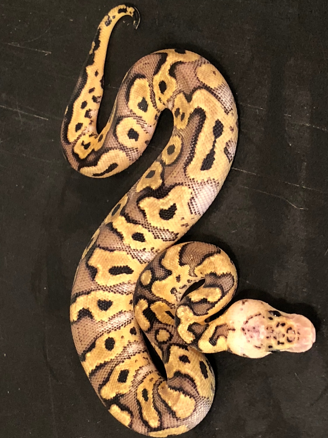 Pastel Yellowbelly Clown Ball Python by Ballroom Pythons South ...