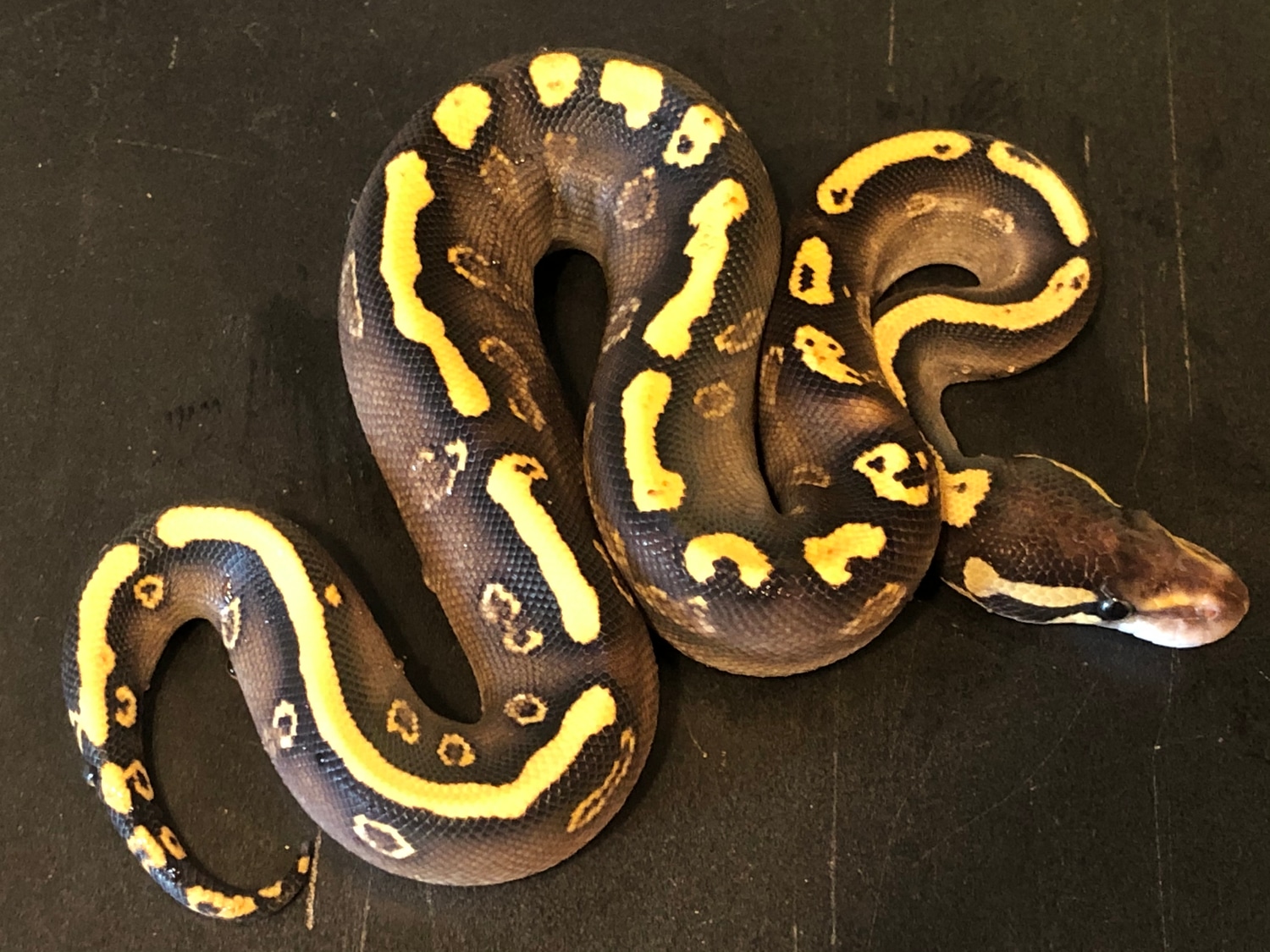 GHI Mojave Yellowbelly Ball Python by Ballroom Pythons South - MorphMarket