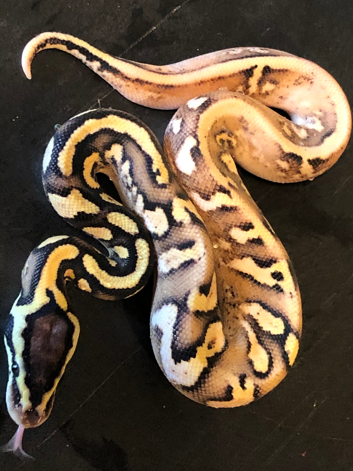 Pastel Calico Yellowbelly Paradox Het Clown Ball Python by Ballroom ...