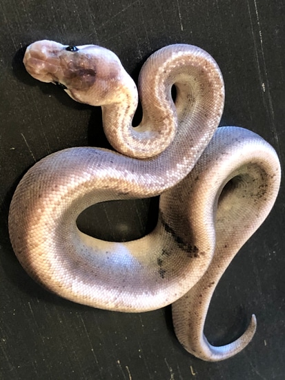 Black Pastel Calico Yellowbelly Pastel ( Oreo Blizzard ) Ringer Ball ...