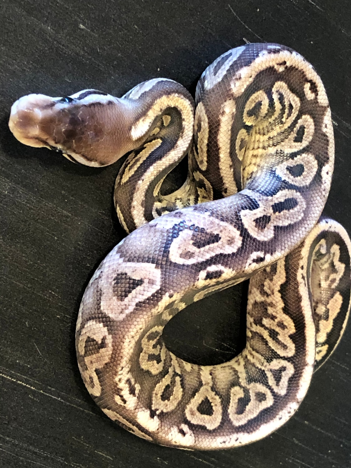 Black Pewter Specter Ball Python by Ballroom Pythons South - MorphMarket