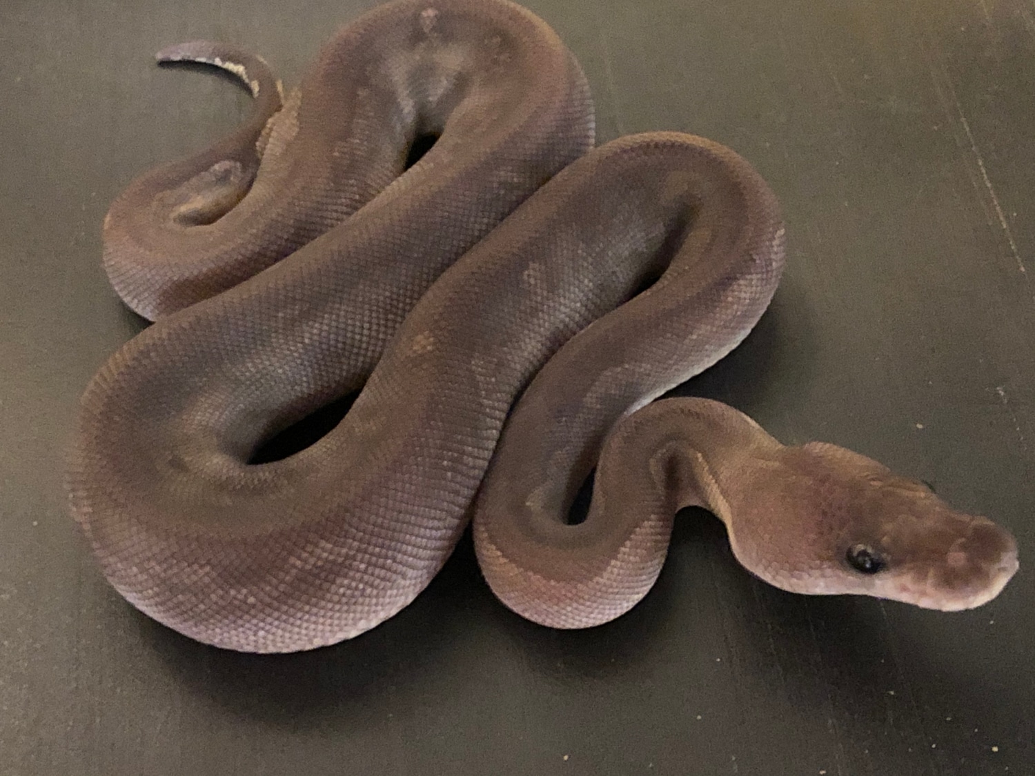 GHI Cinnamon Mojave Clown Ball Python by Ballroom Pythons South ...