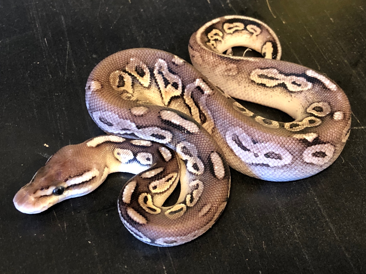 Pewter Probable Yellowbelly Het Clown Ball Python by Ballroom Pythons ...
