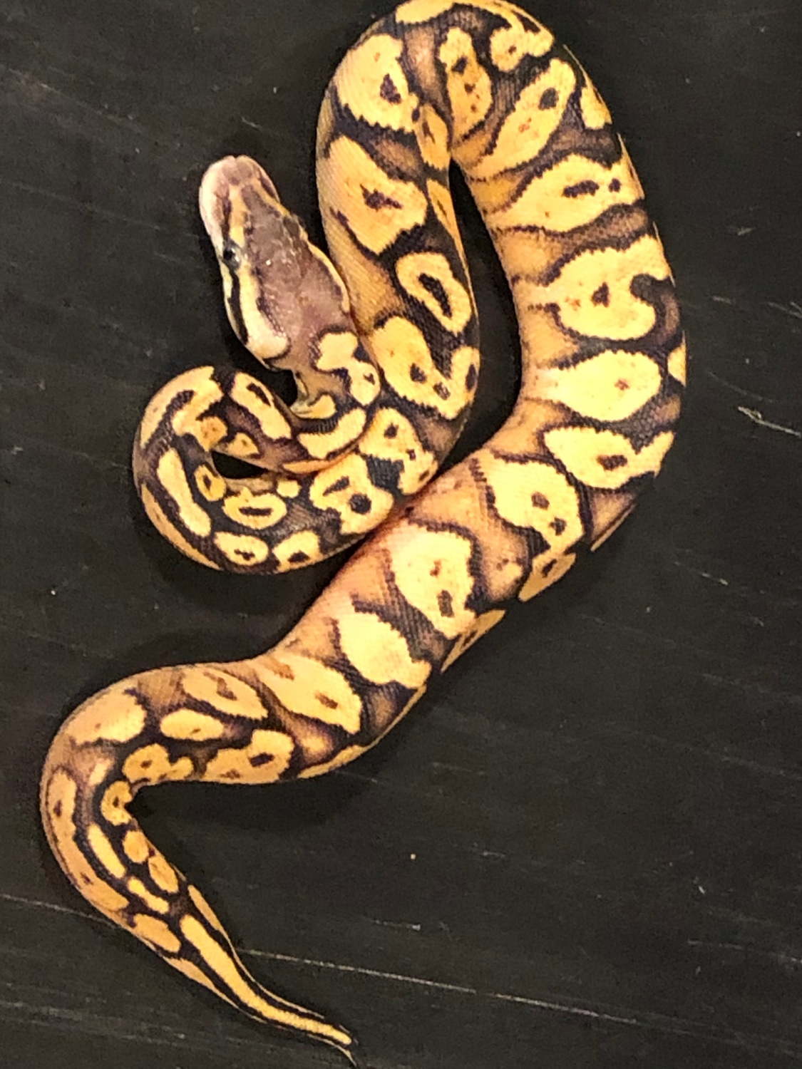 Pastel Yellowbelly Or Gravel Ball Python by Ballroom Pythons South ...