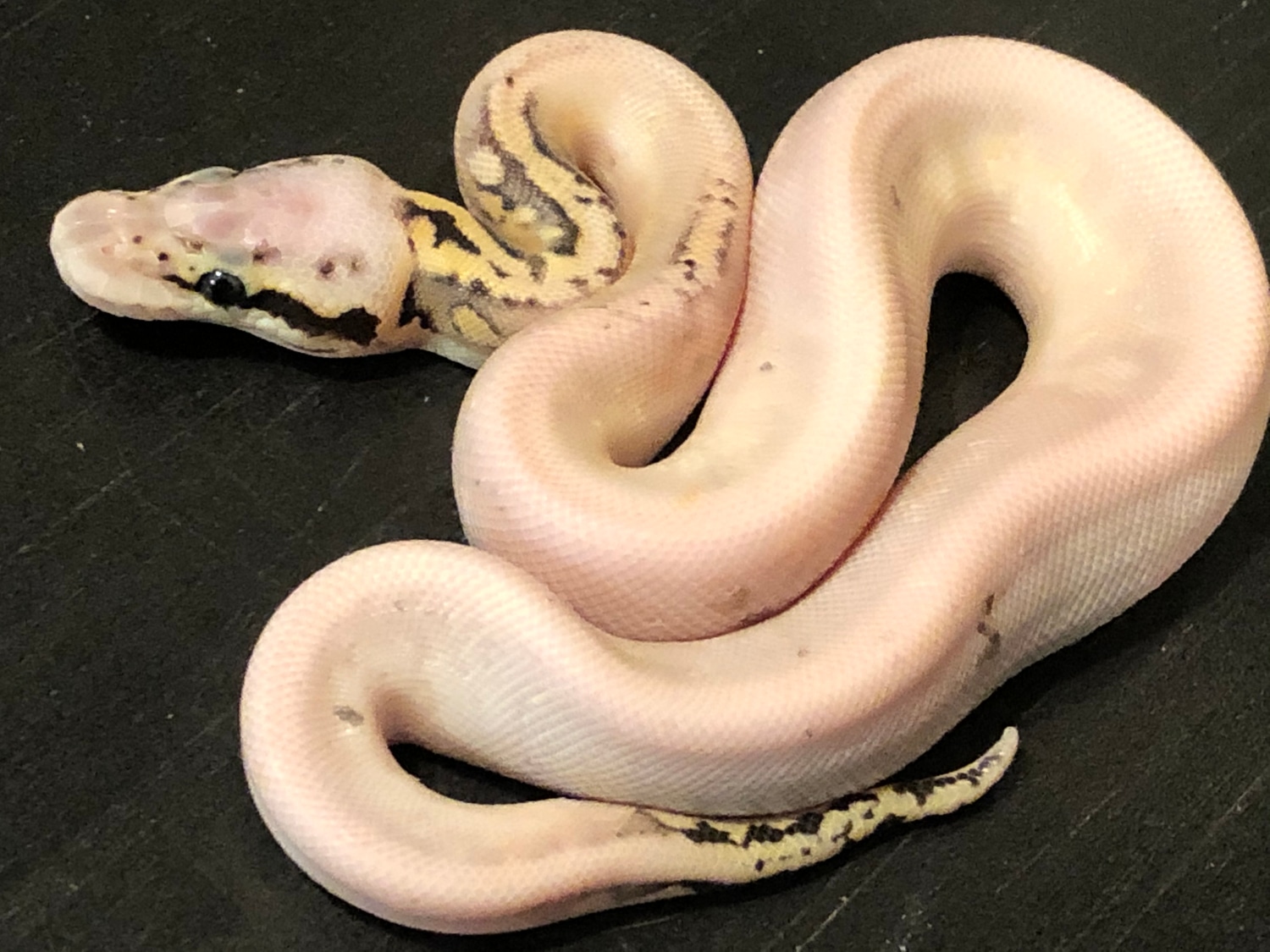 Chimera Paradox Window Super Pastel Poss Super Window Calico Poss ...