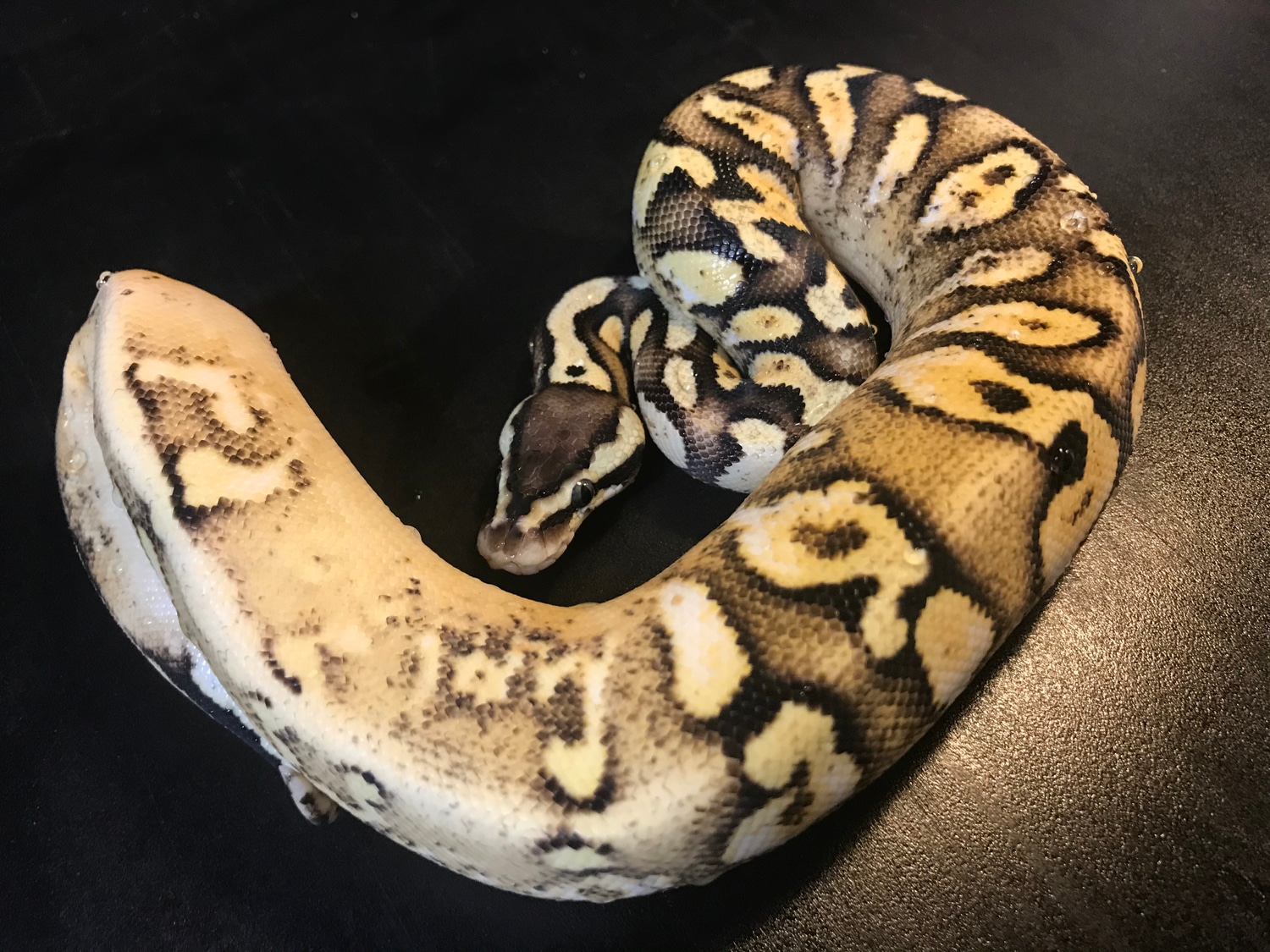 Pastel Calico Yellowbelly Paradox Het Clown Ball Python by Ballroom ...